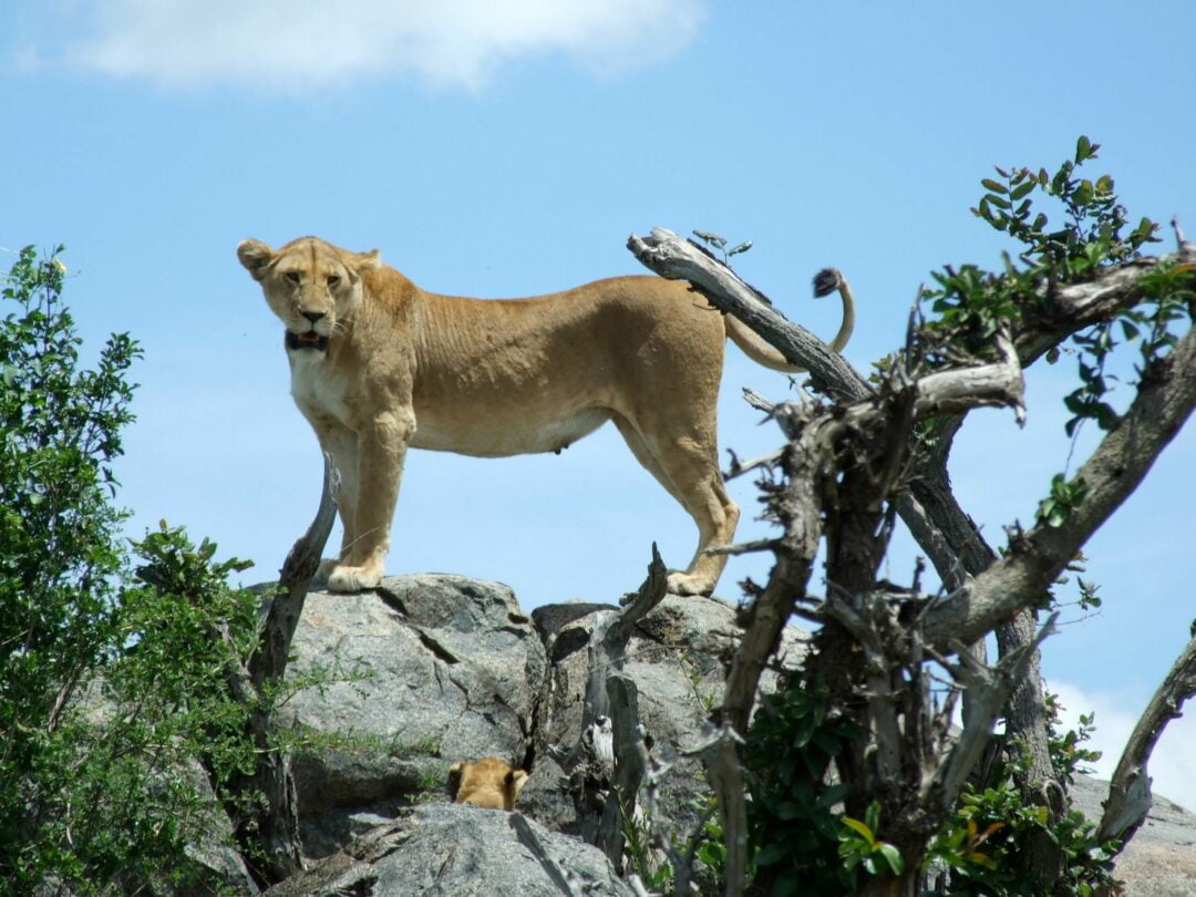 Parc national du lac Manyara - Safari en Tanzanie avec Hors Pistes