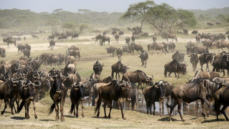 Les animaux à observer lors d’un safari en Tanzanie - Les Big Five ...
