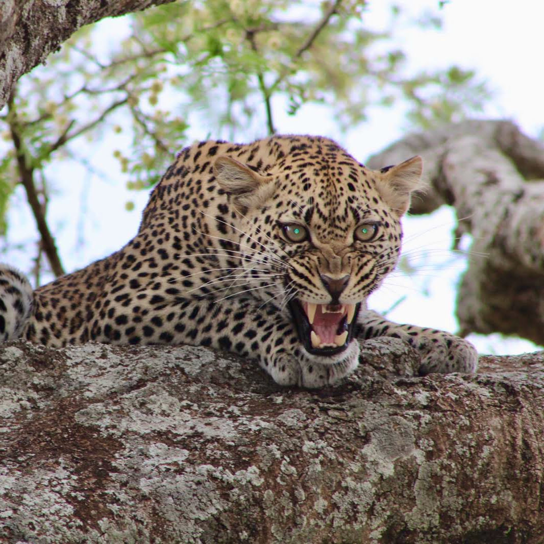 Les animaux à observer lors d’un safari en Tanzanie - Les Big Five ...