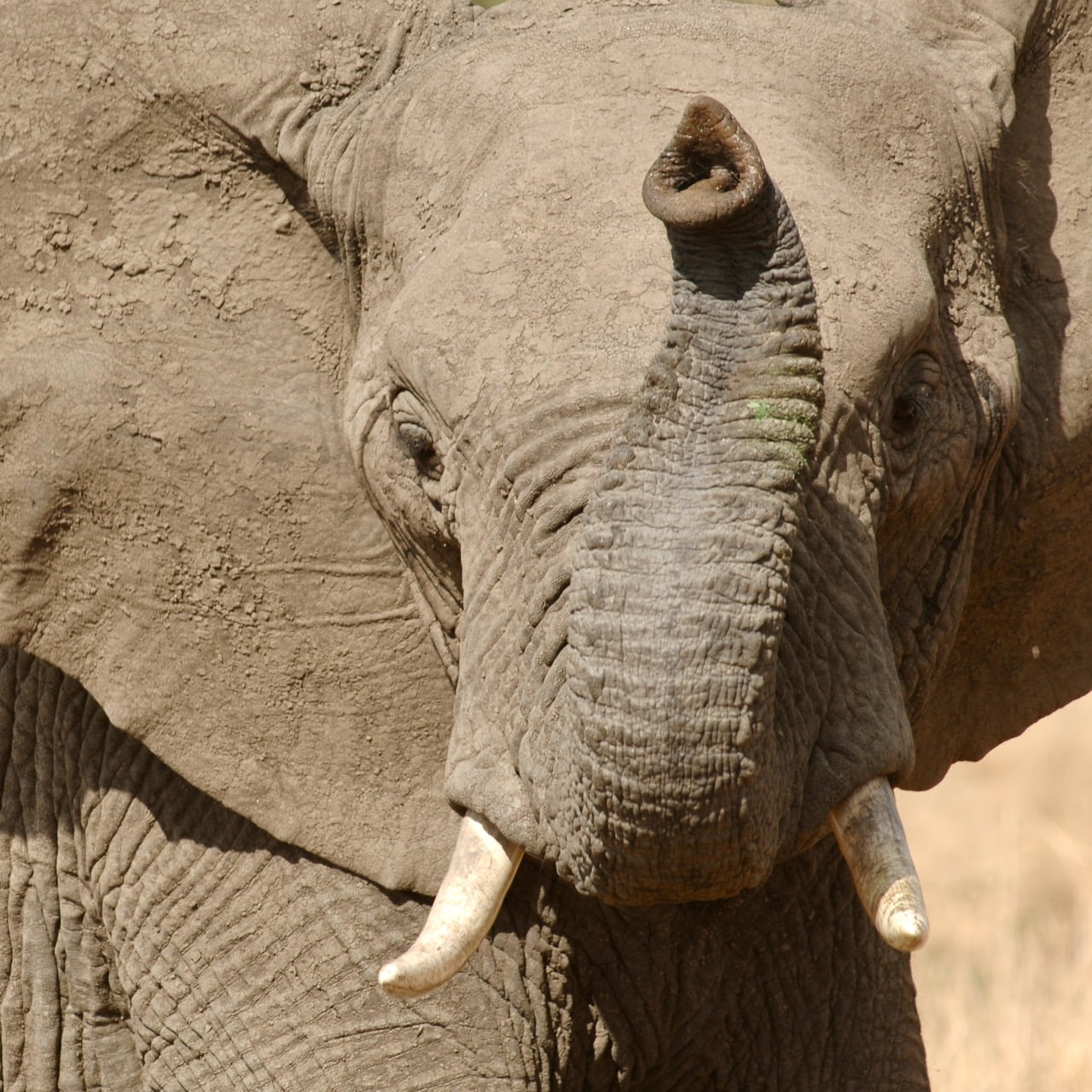 Parc national du lac Manyara - Safari en Tanzanie avec Hors Pistes