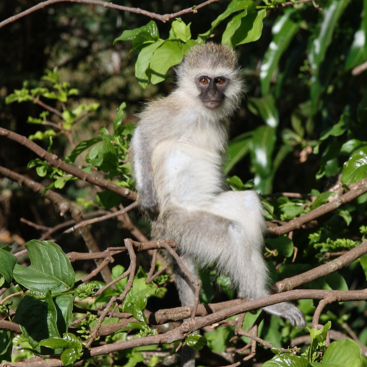 Parc national du lac Manyara - Safari en Tanzanie avec Hors Pistes