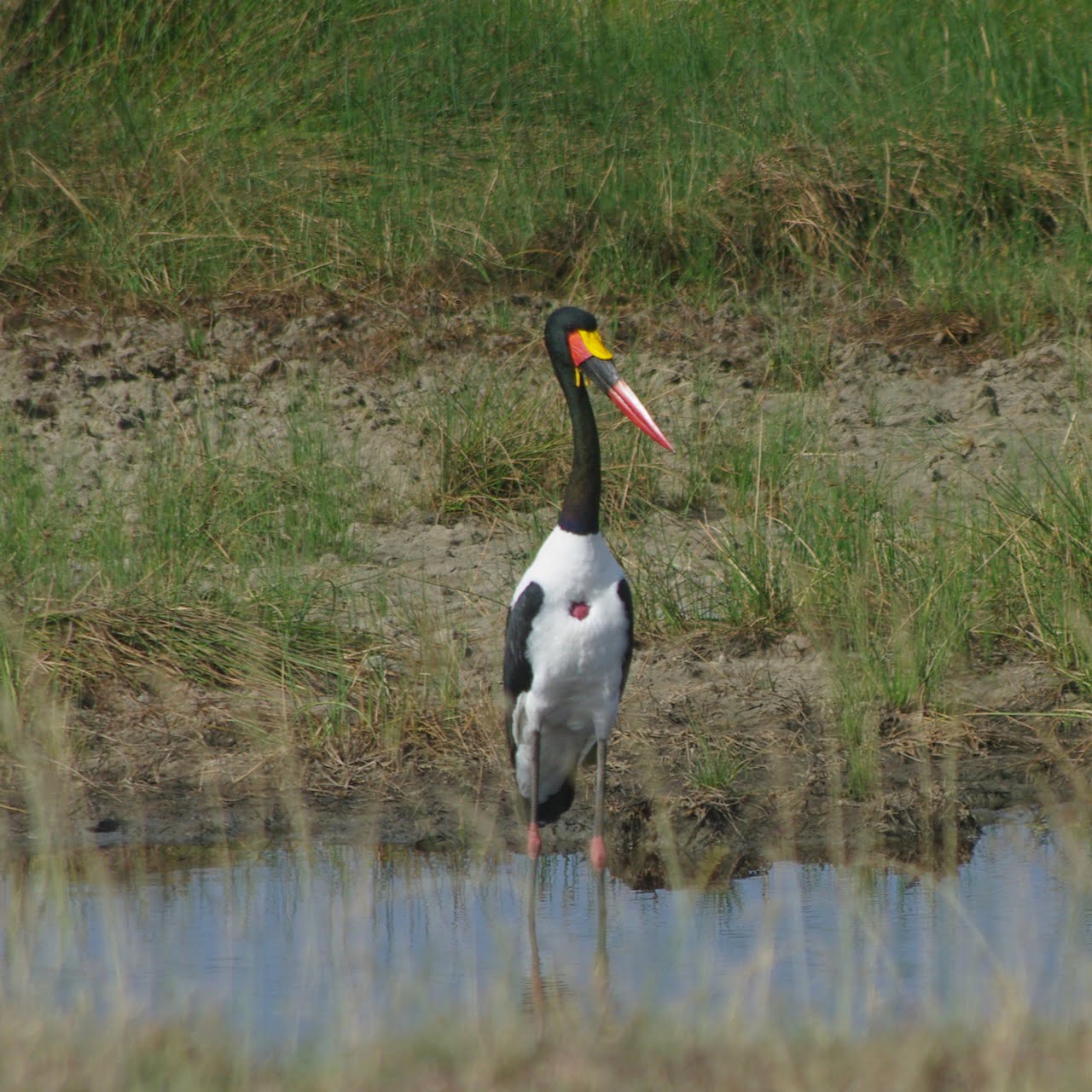 Parc national du lac Manyara - Safari en Tanzanie avec Hors Pistes